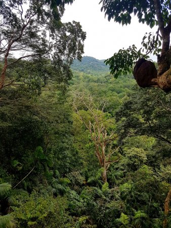 Gamboa Tree Trek zip line